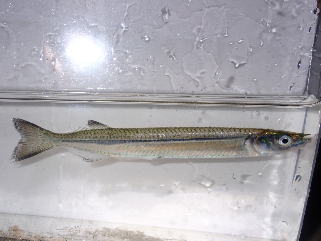 Halfbeaks (Hemiramphidae) - Marine Life Identification