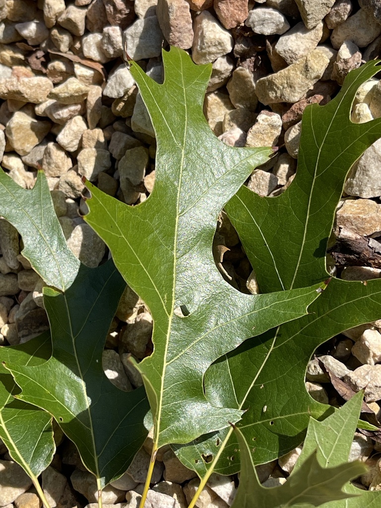 southern red oak from Bobwhite Ln, Locust Hill, VA, US on September 14 ...