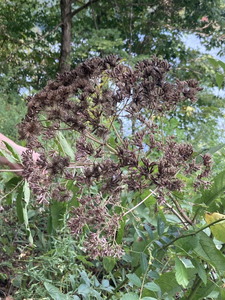 Hollow Joe-Pye Weed from E State St, Athens, OH, US on September 14 ...