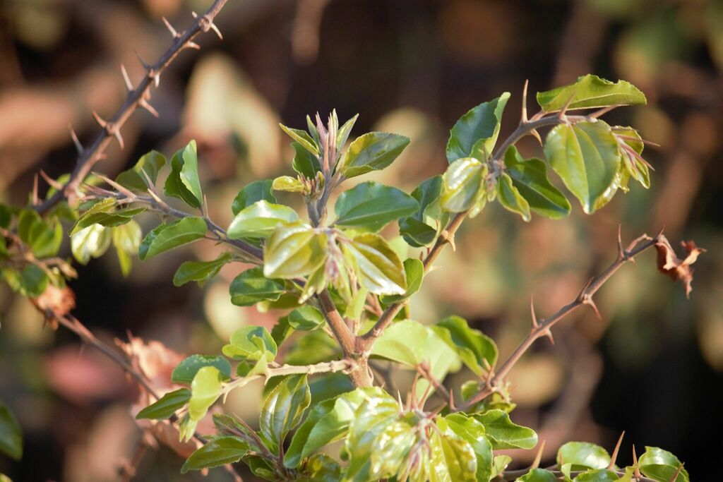 buffalo-thorn from meyersdal koppie on September 10, 2023 by Kyle ...