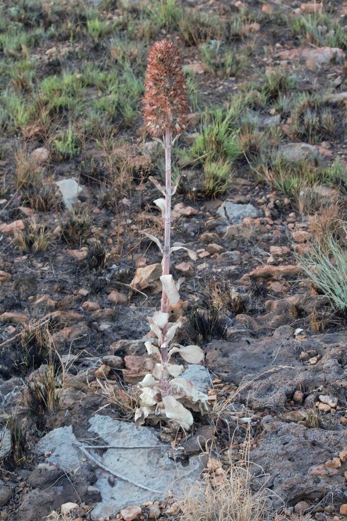 paddle plant from Carletonville, 2499, South Africa on September 14 ...