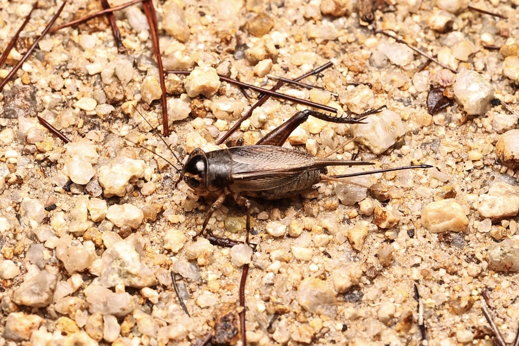 Teleogryllus from 慈溪市, 宁波市, 浙江省, CN on September 14, 2023 at 08:03 PM ...