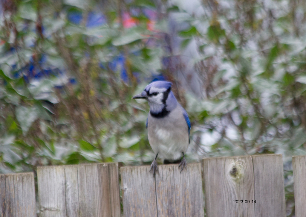 Blue Jay in September 2023 by Michel Goulet · iNaturalist