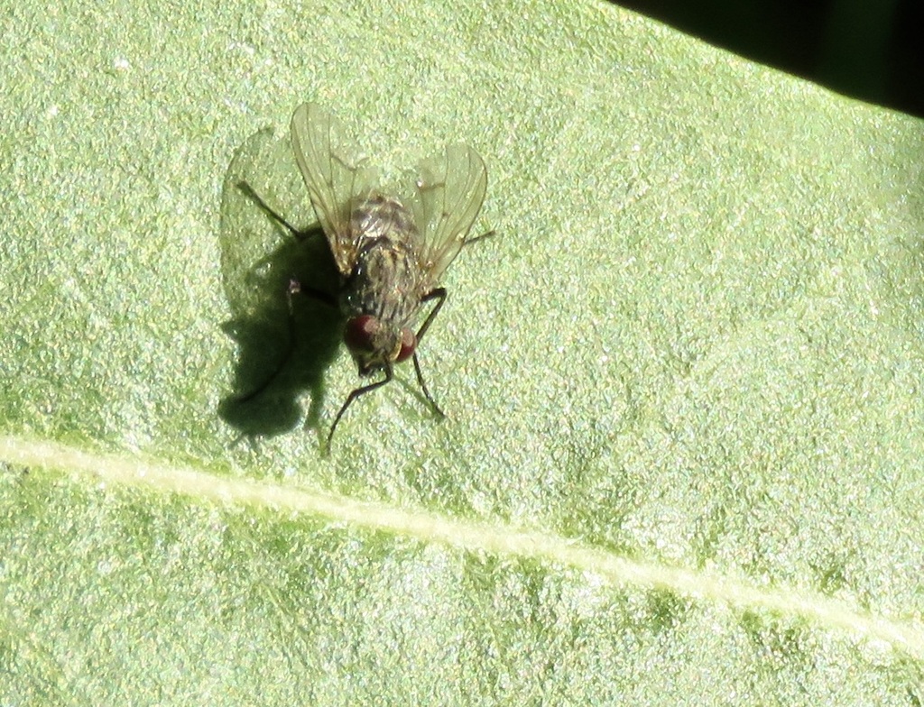 Phaoniinae from Okanagan-Similkameen, BC, Canada on September 13, 2023 ...