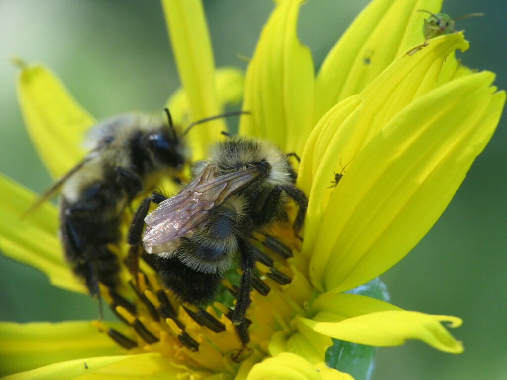 Lemon Cuckoo Bumble Bee from Winnebago County, IL, USA on September 3 ...