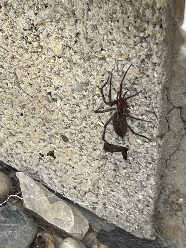 Grass Spiders from Lifford Ct, Columbus, OH, US on September 14, 2023 ...