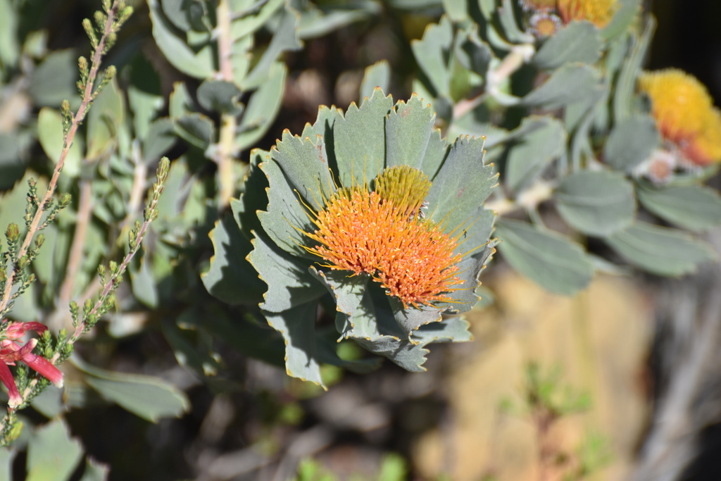 Langeberg Pincushion from Эден, Южная Африка on August 7, 2023 at 01:56 ...