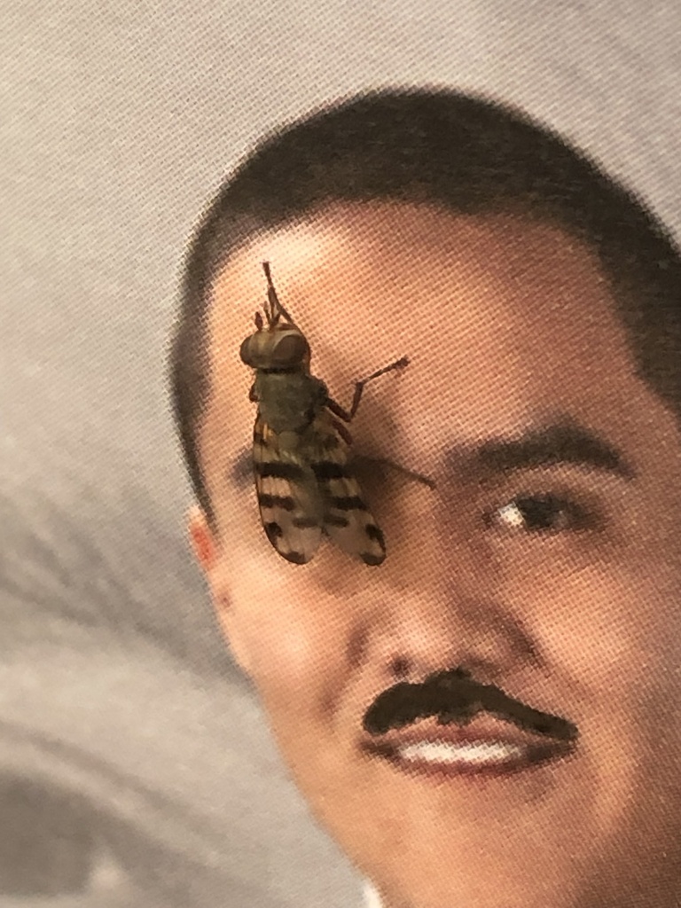 Narrow-Banded Picture-Winged Fly from UNM - Gallup, Gallup, NM, US on ...