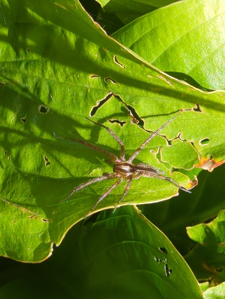 Grass Spiders from Toledo, OH 43611, USA on September 14, 2023 at 02:43 ...