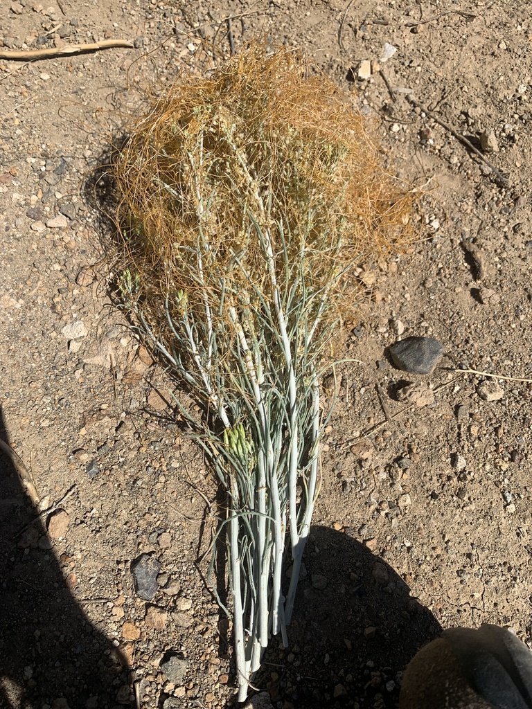 California dodder from Reno, NV, US on September 14, 2023 at 11:50 AM ...