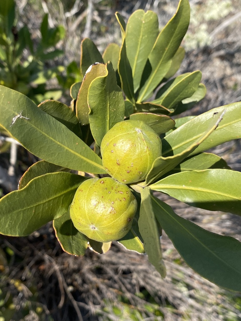Gifboom (Hyaenanche globosa) - Botanical Realm