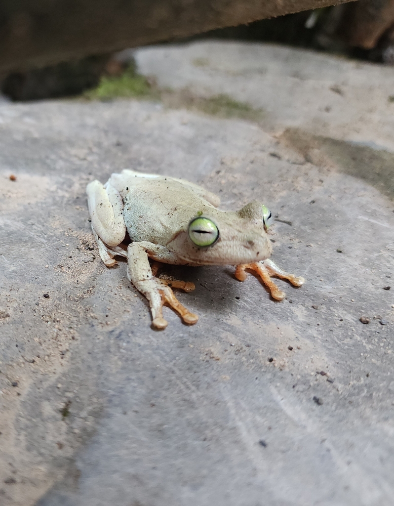Banana Tree Dwelling Frog from Zapatoca, Santander, Colombia on ...