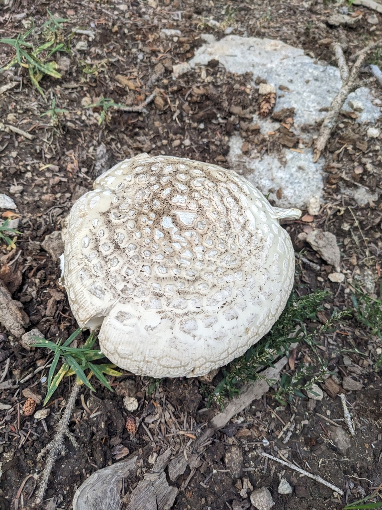 amanita mushrooms from Alta, UT 84092, USA on September 10, 2023 at 03: ...
