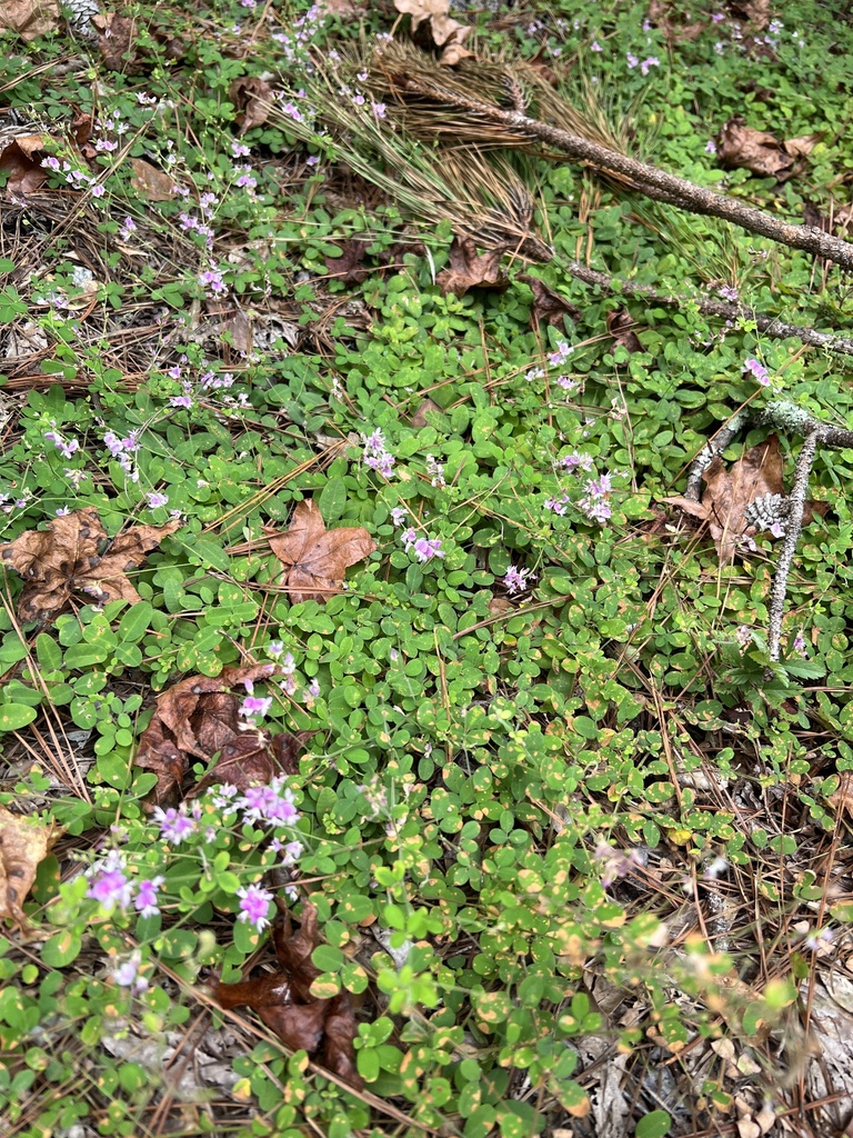 trailing lespedeza from N College St, Auburn, AL, US on September 14, 2023 at 11:16 AM by ...