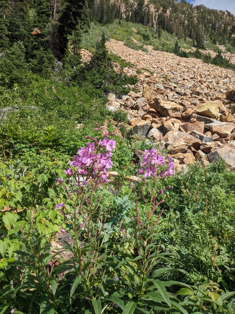 fireweed from Alta, UT 84092, USA on September 10, 2023 at 03:55 PM by ...
