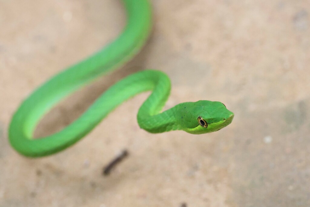Green Vine Snake from Jaci Paraná, Porto Velho - RO, Brazil on ...