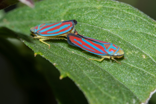 Subspecies Graphocephala coccinea quadrivittata · iNaturalist United ...