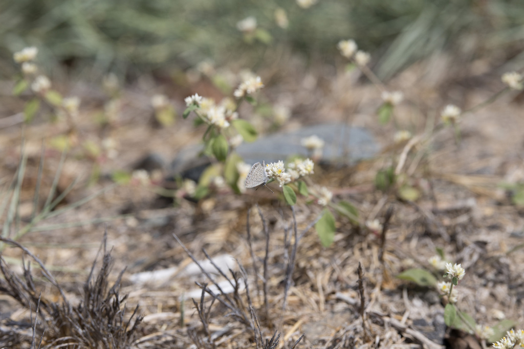 Ramon Blue from San Antonio, Peru on August 2, 2023 at 12:43 PM by ...