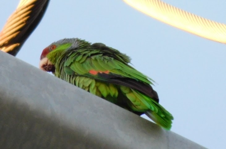 Lilac-crowned Parrot in April 2023 by Patricia carrion · iNaturalist