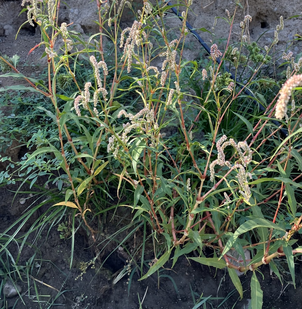 pale smartweed from Robertson Park, Livermore, CA, US on September 14 ...