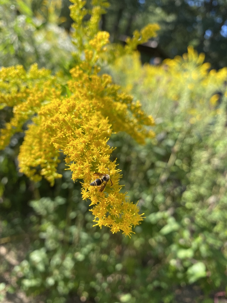 Smiling Mason Wasp from University of Maryland, College Park, MD, US on ...