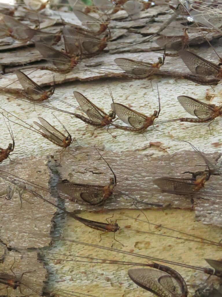 Giant Mayflies from Jackson County, FL, USA on September 12, 2023 at 11 ...