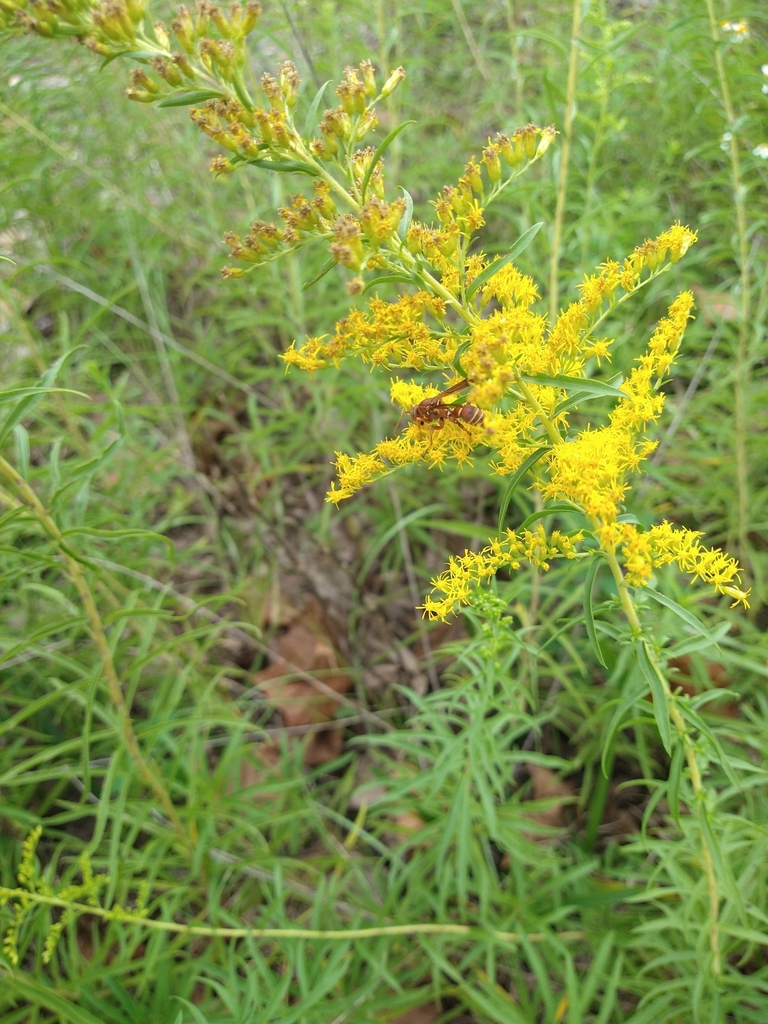 Southern Paper Wasp from Gainesville, FL 32641, USA on September 14 ...