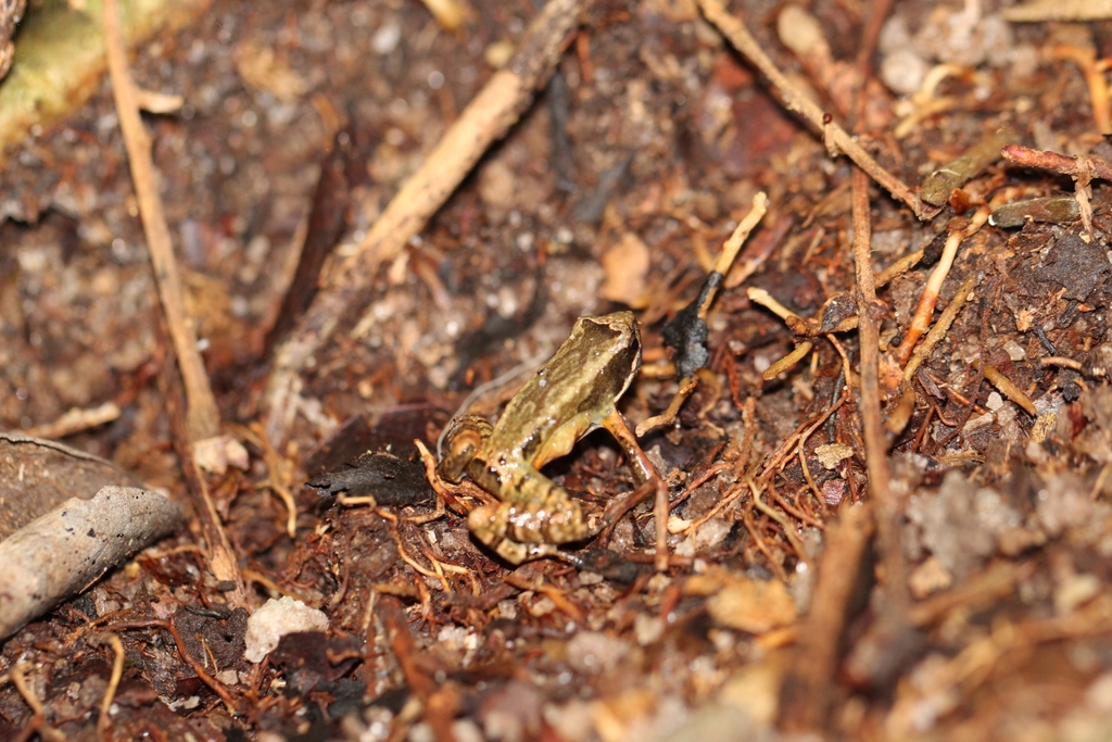 Two-lined Robber Frog from Jequitinhonha, MG, 39960-000, Brasil on ...