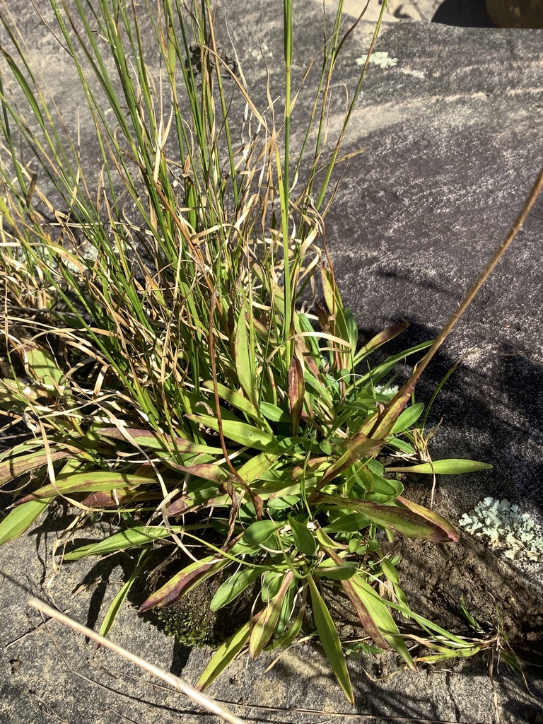 Beautiful Barbara's-Buttons from Big Sandy Creek, Masontown, WV, US on ...