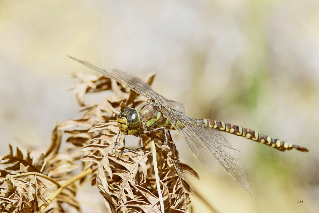 Lake Darner from Sainte-Marthe-du-Cap, Trois-Rivières, QC, Canada on ...