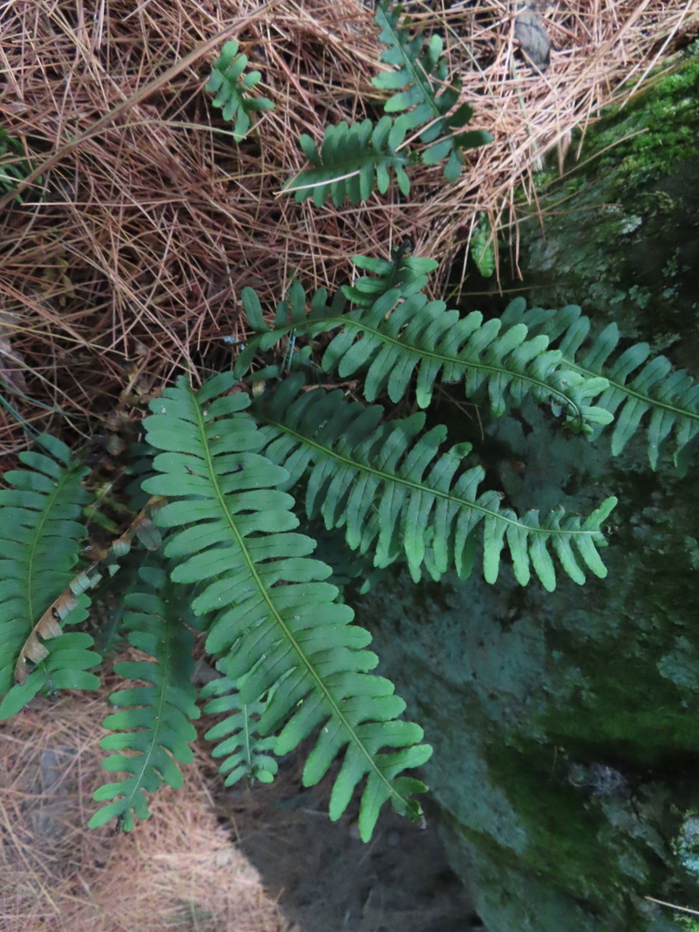 rock polypody from Grant County, WI, USA on July 28, 2023 at 01:09 PM ...