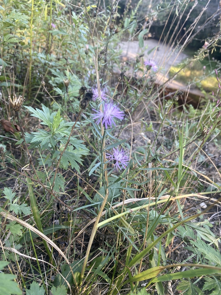 Cornflower from Double Trouble State Park, Bayville, NJ, US on ...