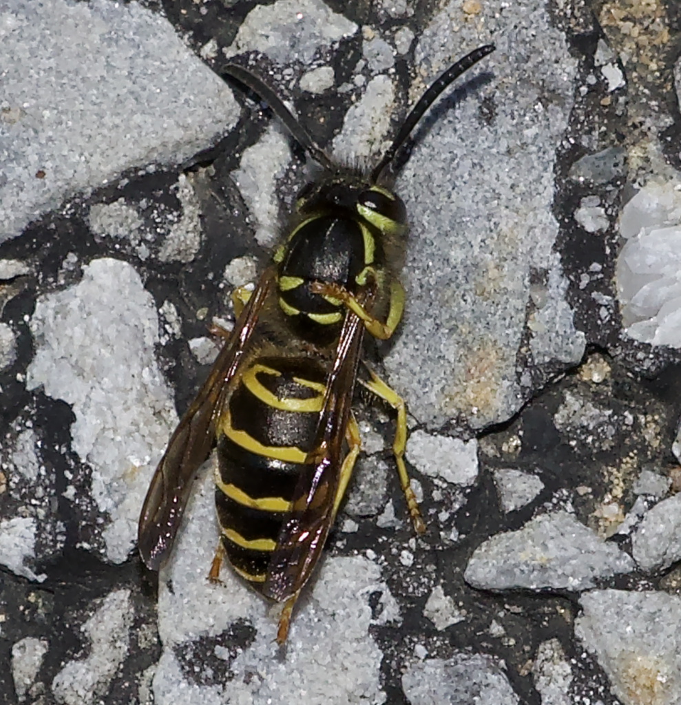 Eastern Yellowjacket in September 2023 by insectobserver123 · iNaturalist