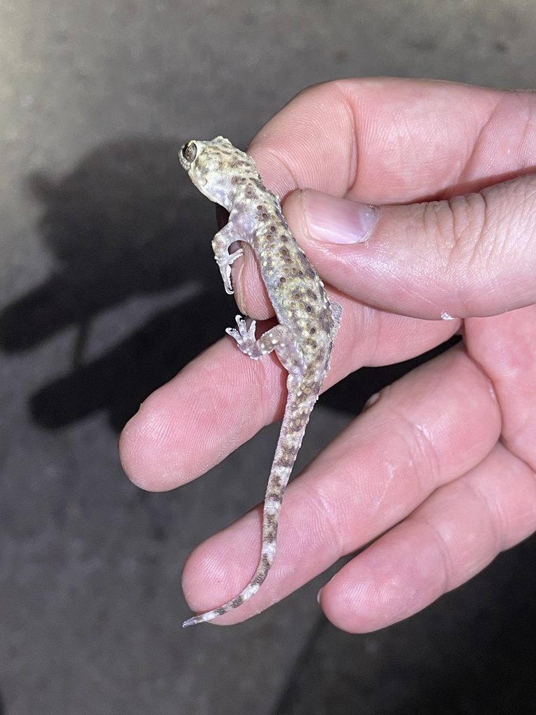 Mediterranean House Gecko from Starcrest Dr, San Antonio, TX, US on ...