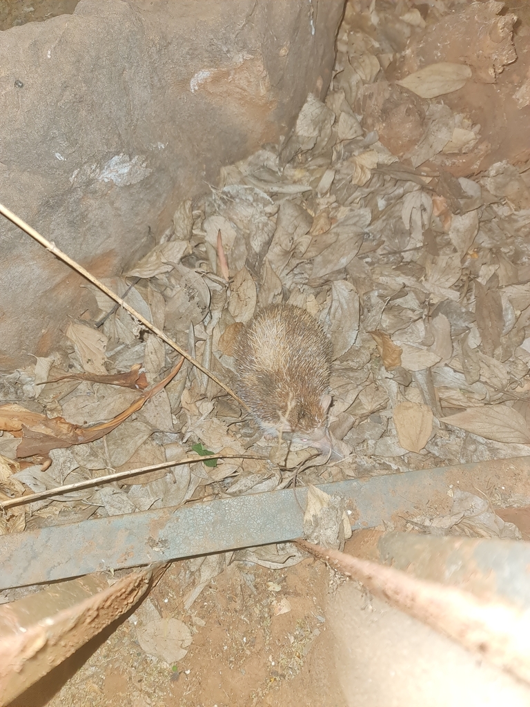 African Hedgehogs from Carletonville, 2499, South Africa on September ...
