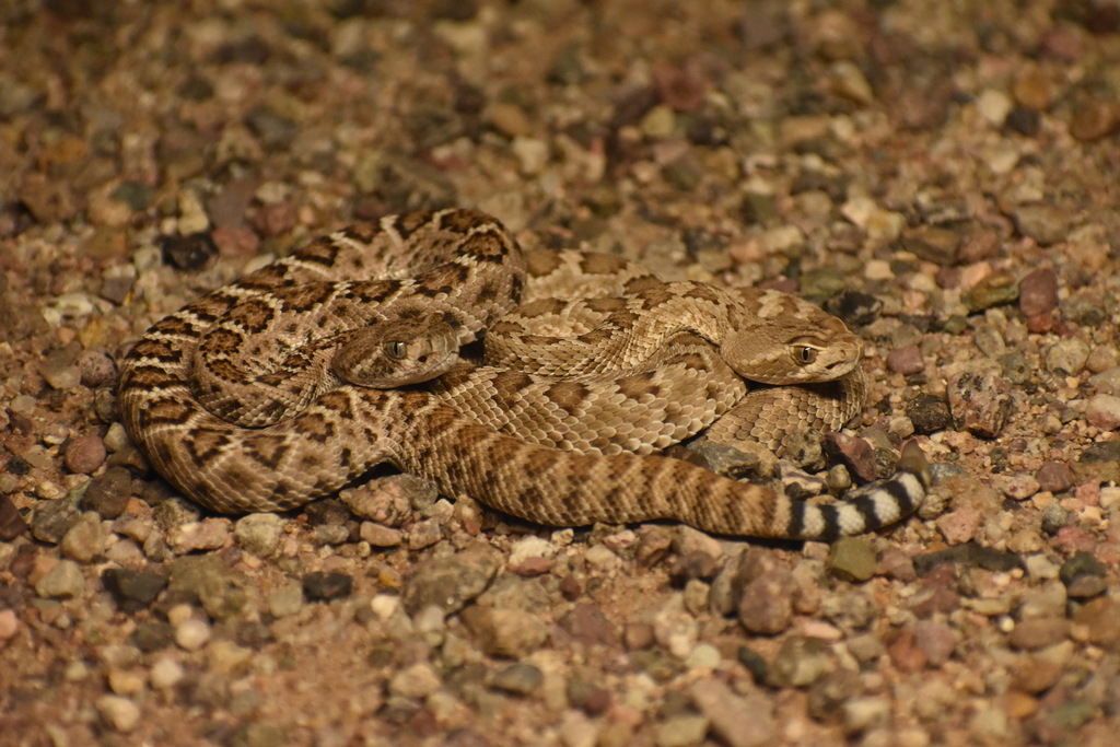 Mojave Rattlesnake (Crotalus scutulatus) - Snakes and Lizards