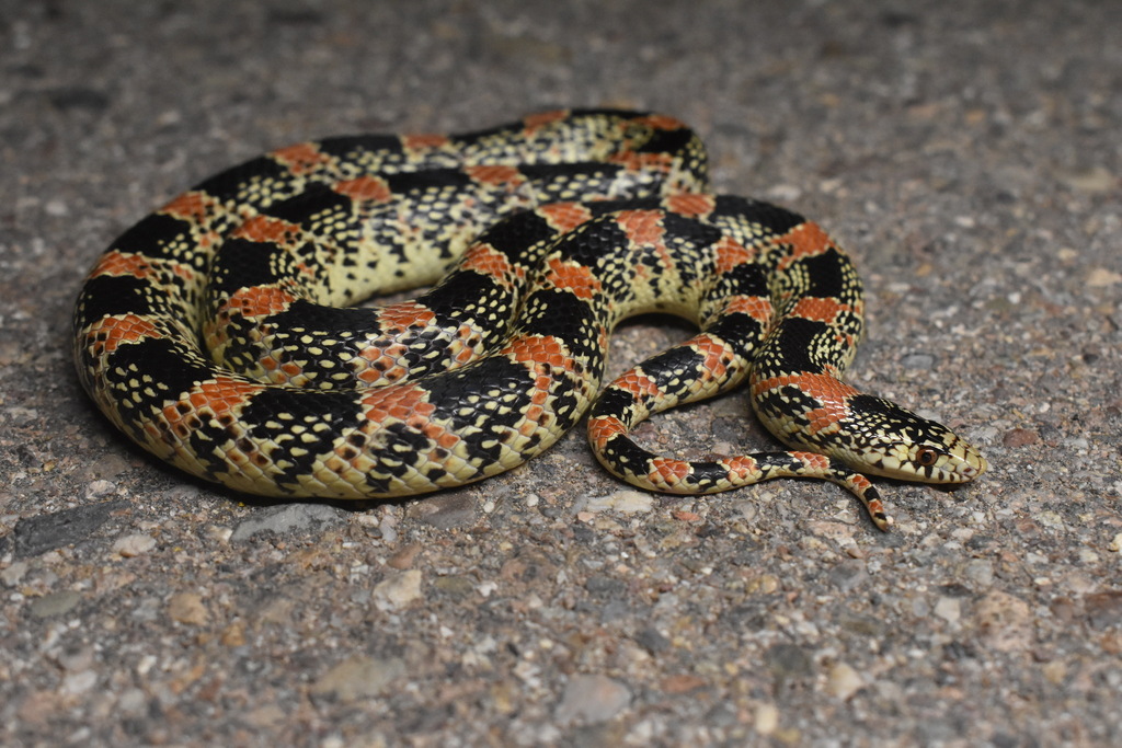 Long-nosed Snake in September 2023 by Max Roberts. Beautiful individual ...