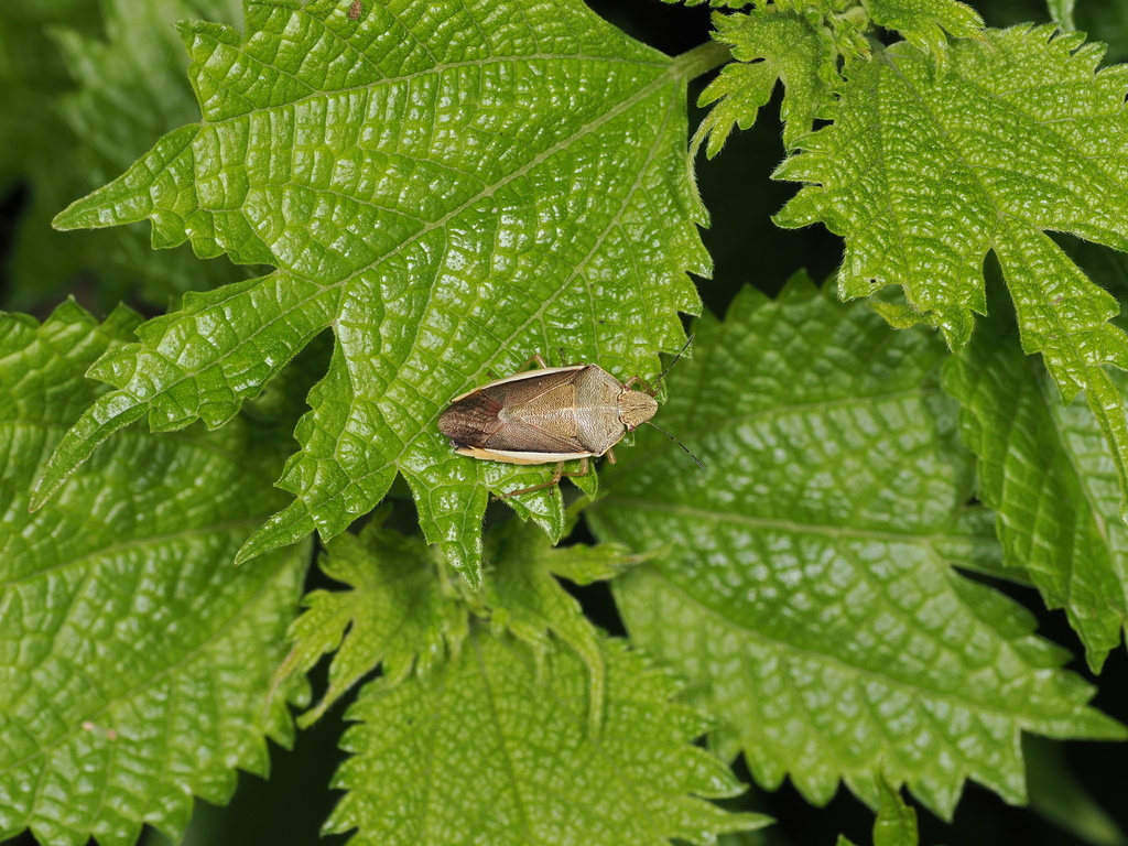 Aenaria lewisi from 林道, 南砺市, 富山県, JP on May 27, 2023 at 12:15 PM by ...