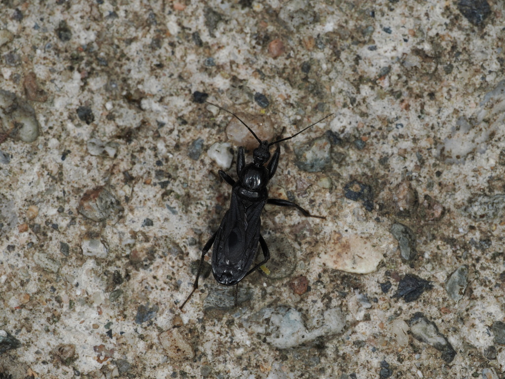 Peirates turpis from 林道, 南砺市, 富山県, JP on June 24, 2023 at 08:05 AM by ...