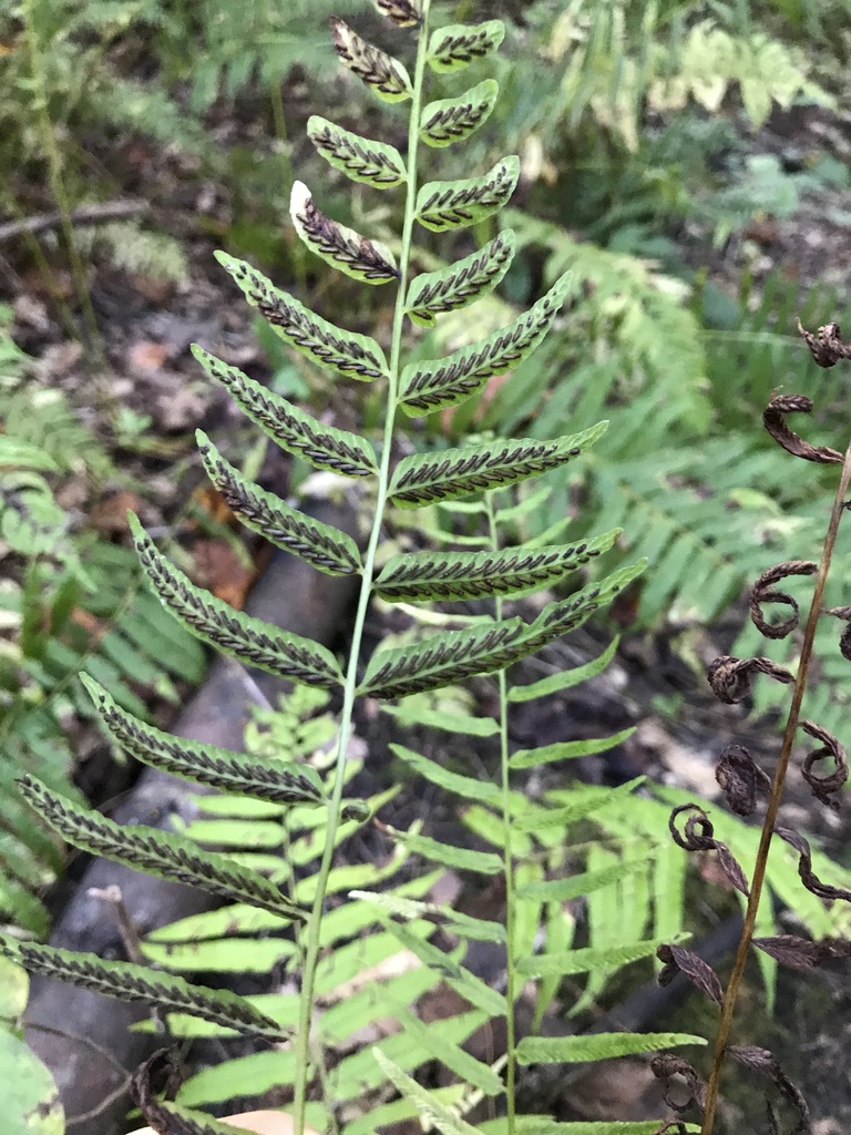 narrow-leaved glade fern in September 2023 by georgec425. Hundreds of ...