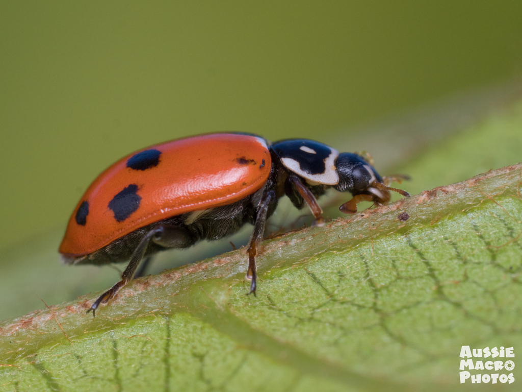 Variegated Lady Beetle from Buggin Bilgola Beach, NSW, Australia on ...