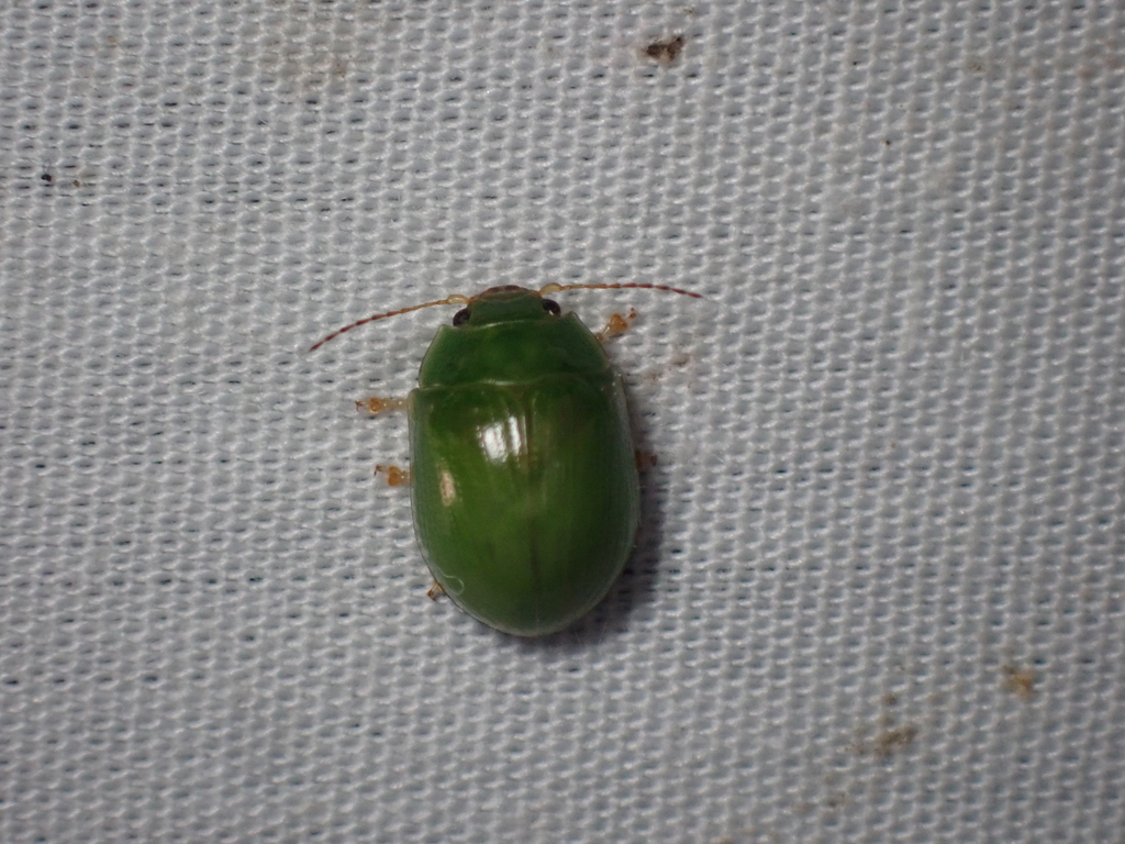 Lilly Pilly leaf beetle from 4 Ronald Ct, Somerville VIC 3912 ...