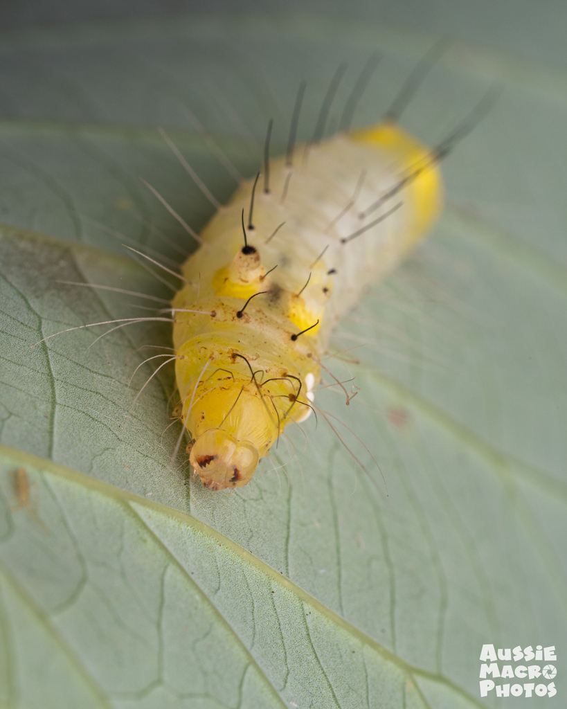 Gadirtha inexacta from Buggin in Cairns Botanic Gardens, QLD, Australia ...