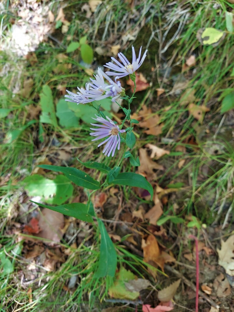 smooth blue aster from Sibley County, MN, USA on September 14, 2023 at ...