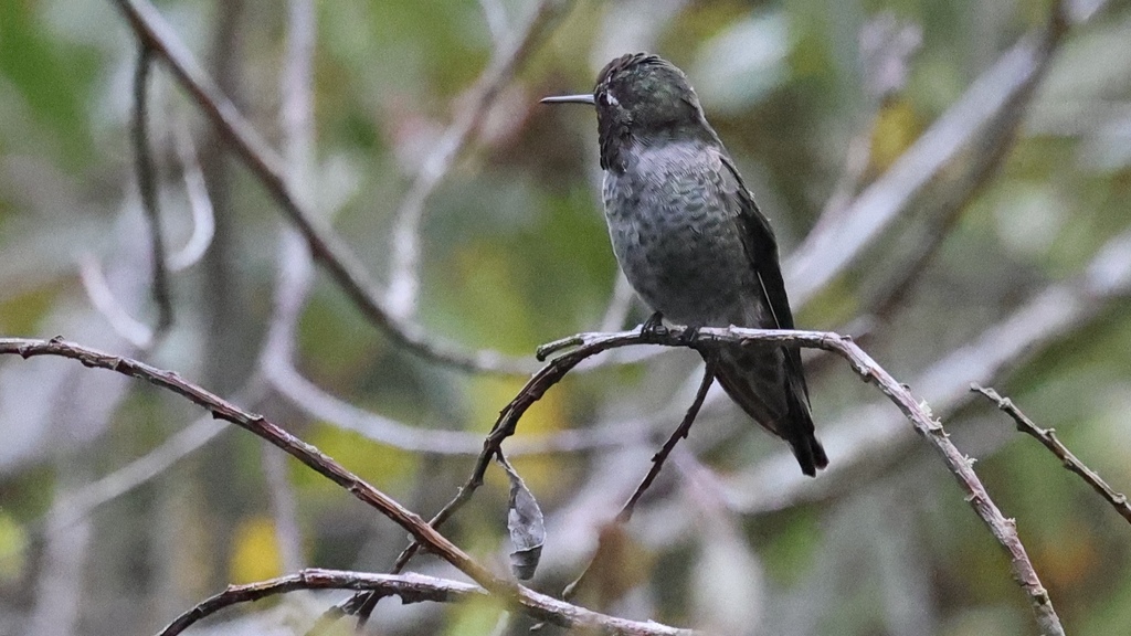 Anna's Hummingbird from Lighthouse Field, Santa Cruz, CA, USA on ...