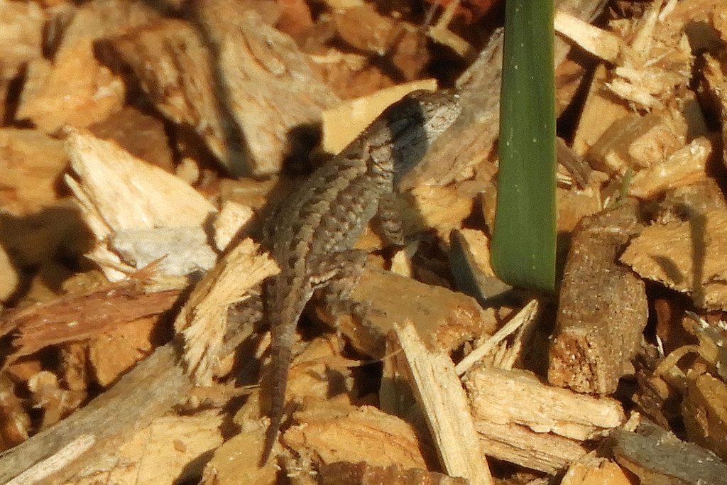 Western Fence Lizard from Chelan County, WA, USA on August 24, 2023 at ...