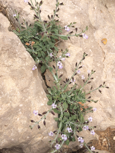 Egyptian sage (Plants of the Hajar) · iNaturalist