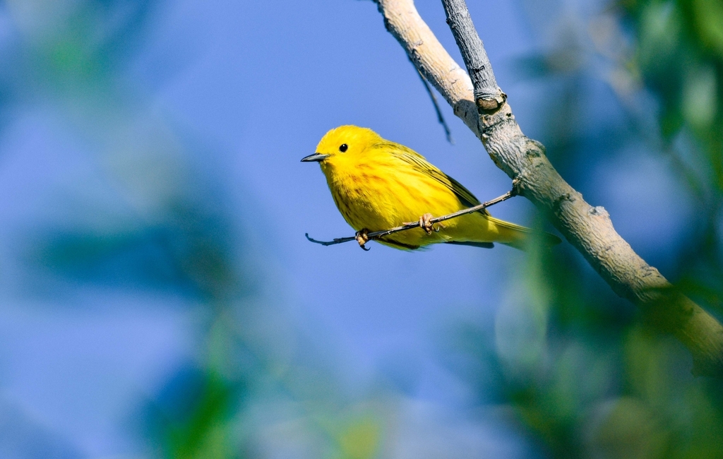 Yellow Warbler from Peter, UT, USA on June 26, 2022 at 07:58 AM by ...