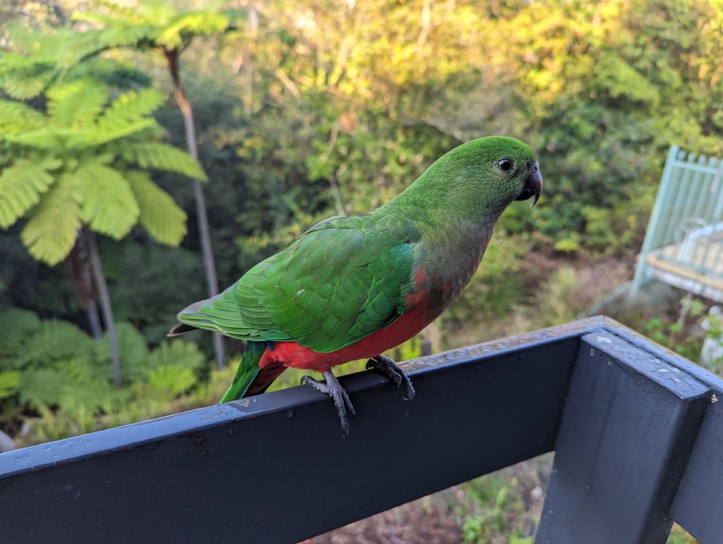 Australian King-Parrot from Sydney NSW, Australia on September 13, 2023 ...