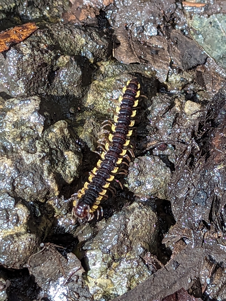 Long-flange Millipede from Savanne District, Mauritius on August 4 ...